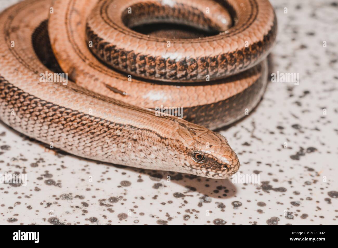 Timid snake hi-res stock photography and images - Alamy