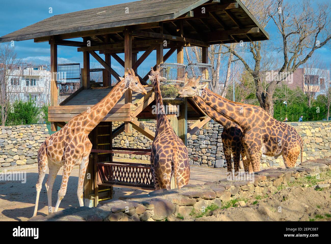Three pieces and groups of giraffes and the wooden platform where they ...