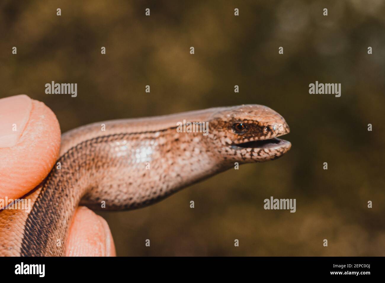 Snake Lizards High Resolution Stock Photography and Images - Alamy