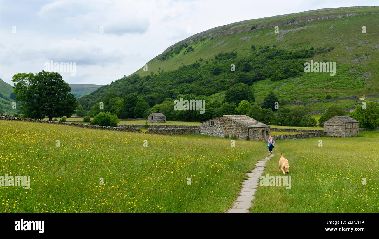 Scenic Swaledale upland wildflower hay meadows (old stone field barns ...
