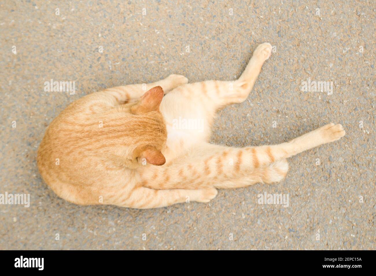 Cat laying down on floor Stock Photo - Alamy