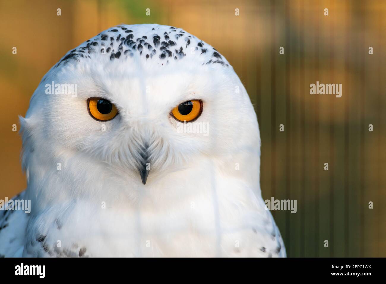 Snowy owl head and eyes, close-up Stock Photo - Alamy