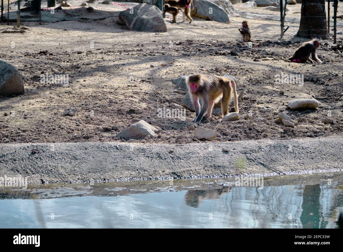 Hamadryas baboon and monkeys walking near the small pond and looking ...