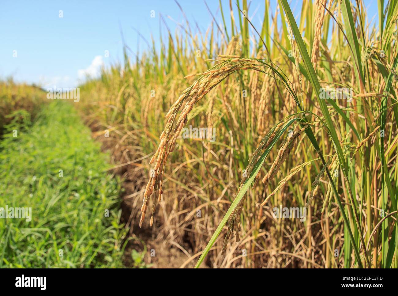 Green paddy rice plant and blue sky background Stock Photo - Alamy