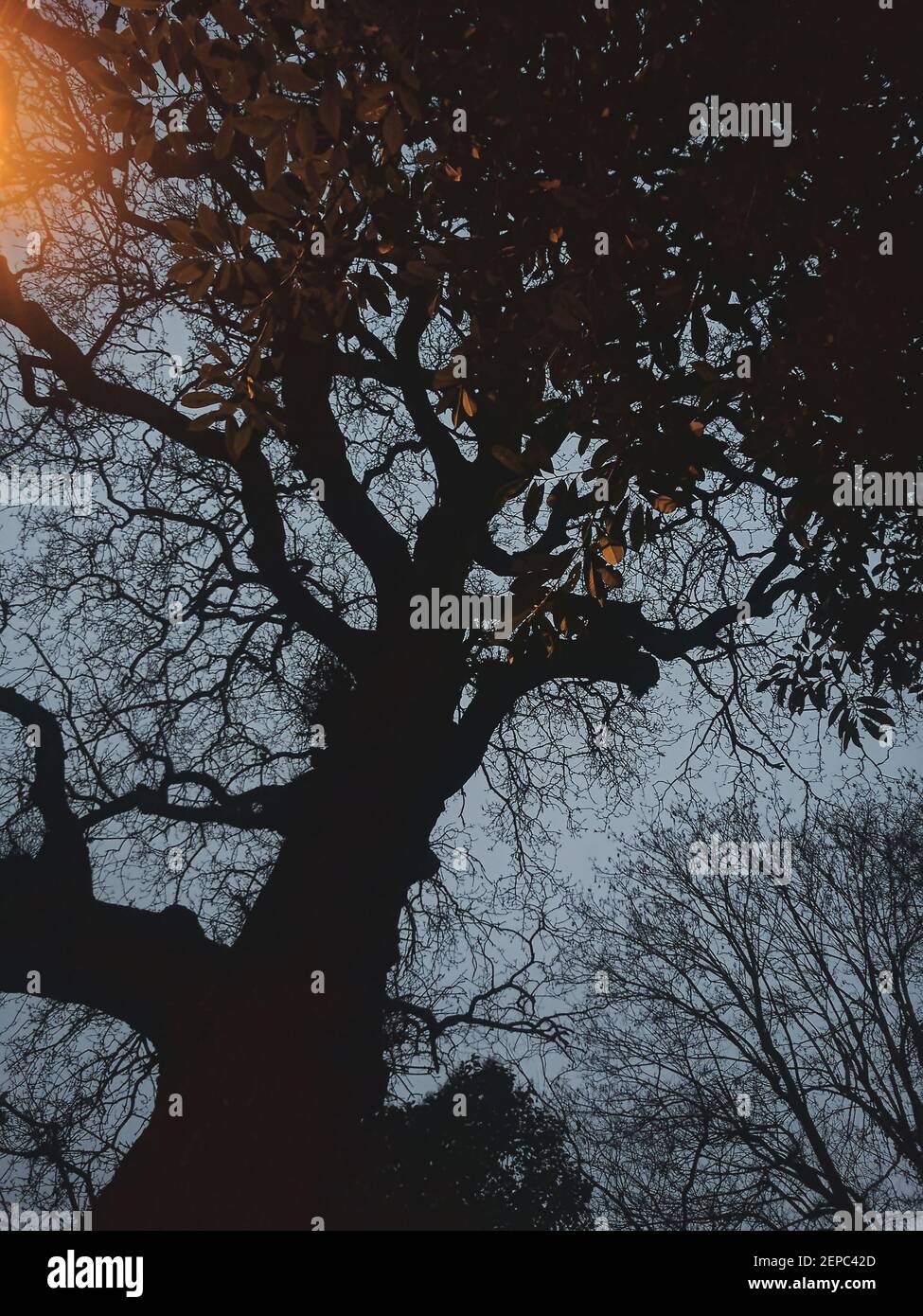 Evening tree silhouette hi-res stock photography and images - Alamy