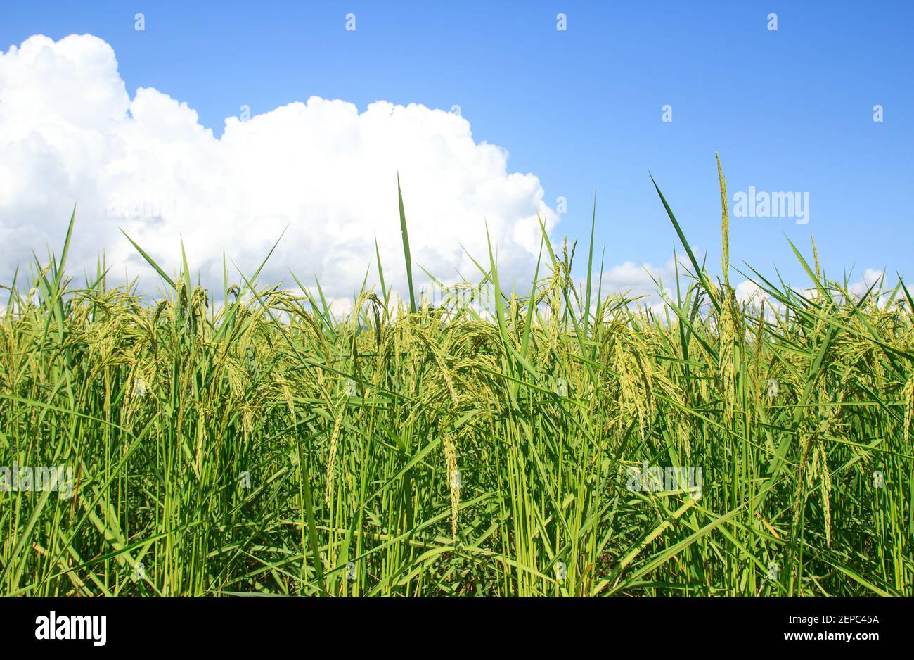 Green paddy rice plant and blue sky background Stock Photo - Alamy