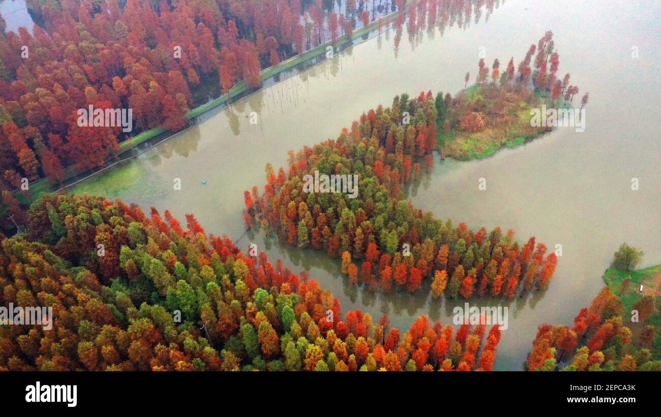 The colorful forest in lake in Shanghai,China on 01th December, 2019 ...