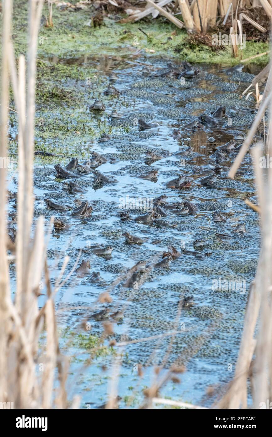 Many common frogs (Rana temporaria) and frog spawn in a breeding pond ...