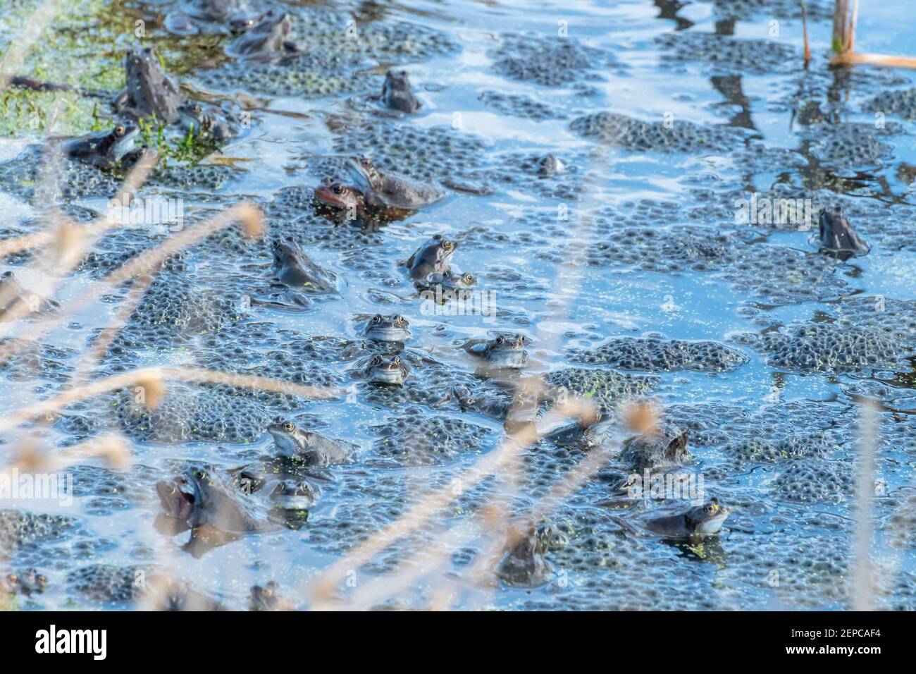 Many common frogs (Rana temporaria) and frog spawn in a breeding pond ...