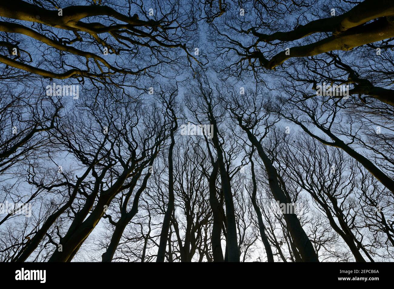 Tree canopy of a copse of Beech trees at Win Green, Wiltshire Stock ...
