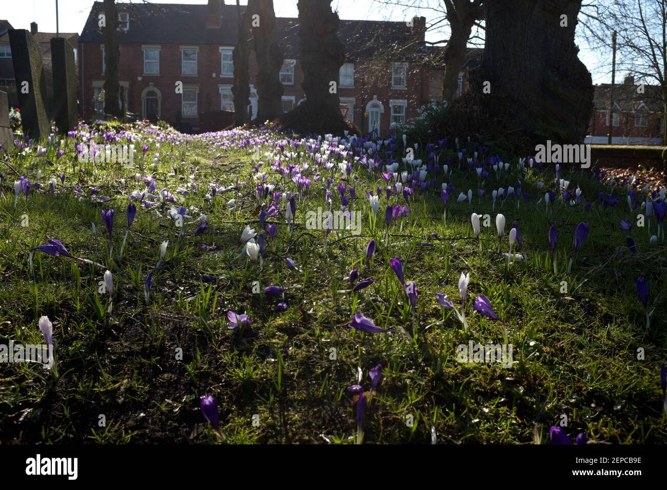 Crocuses (Crocus vernus), in the churchyard of St. George's Church ...