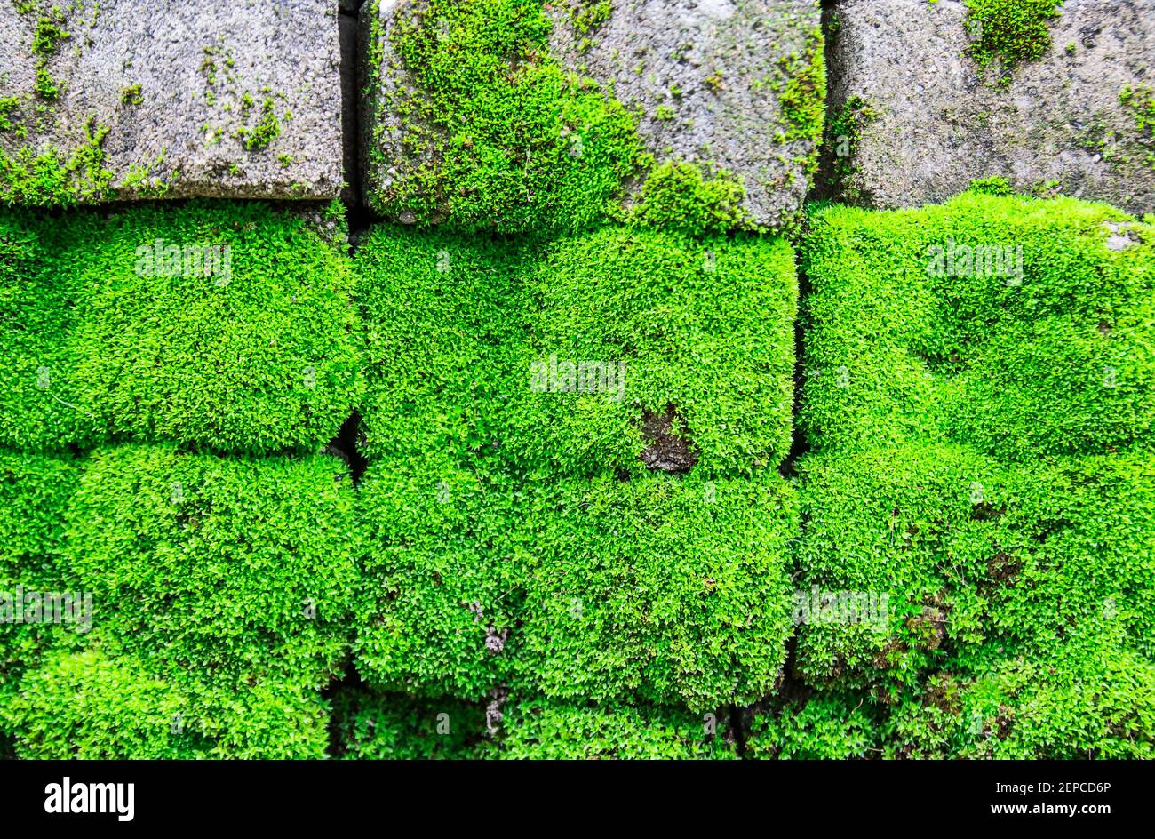 Mossy brick hi-res stock photography and images - Alamy