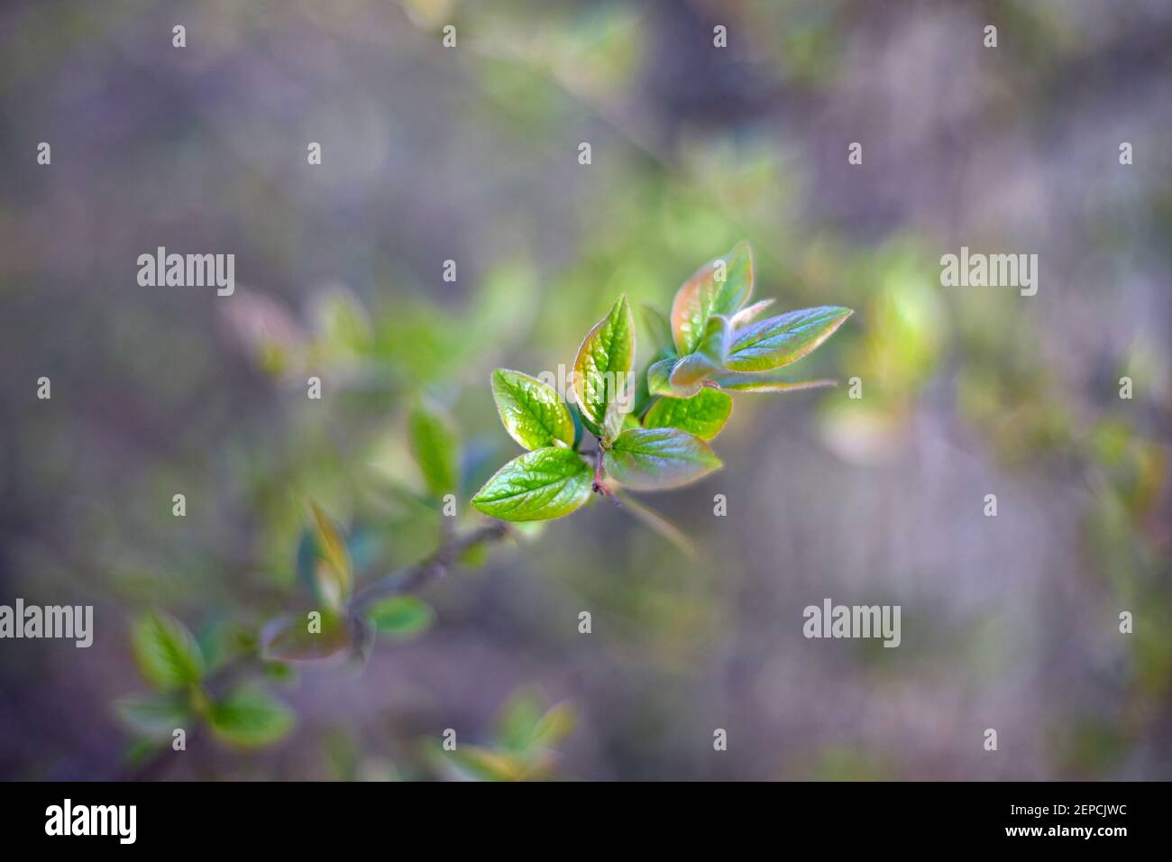 Spring bloom and first tree leaves, shallow depth of field Stock Photo ...