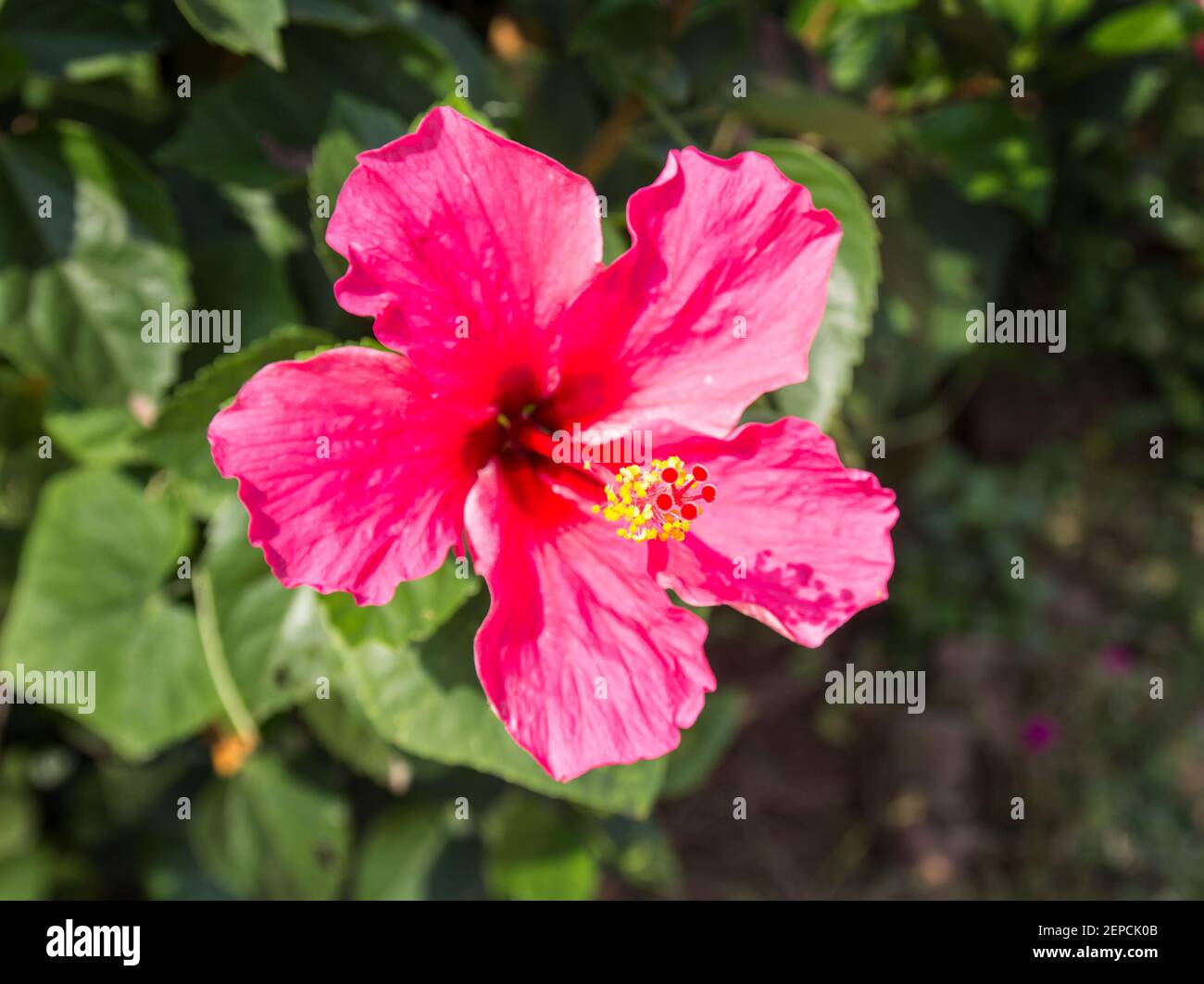 Hibiscus Flower or Chinese Rose, Shoe Flower. Shallow focus Stock Photo ...
