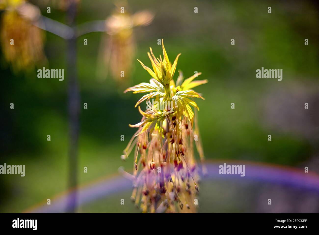 Spring bloom and first tree leaves, shallow depth of field Stock Photo ...