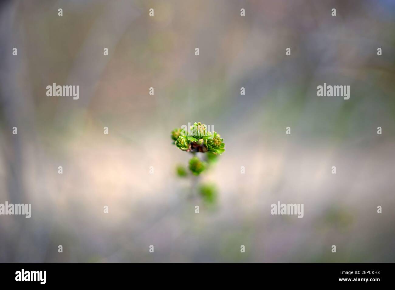 Spring bloom and first tree leaves, shallow depth of field Stock Photo ...
