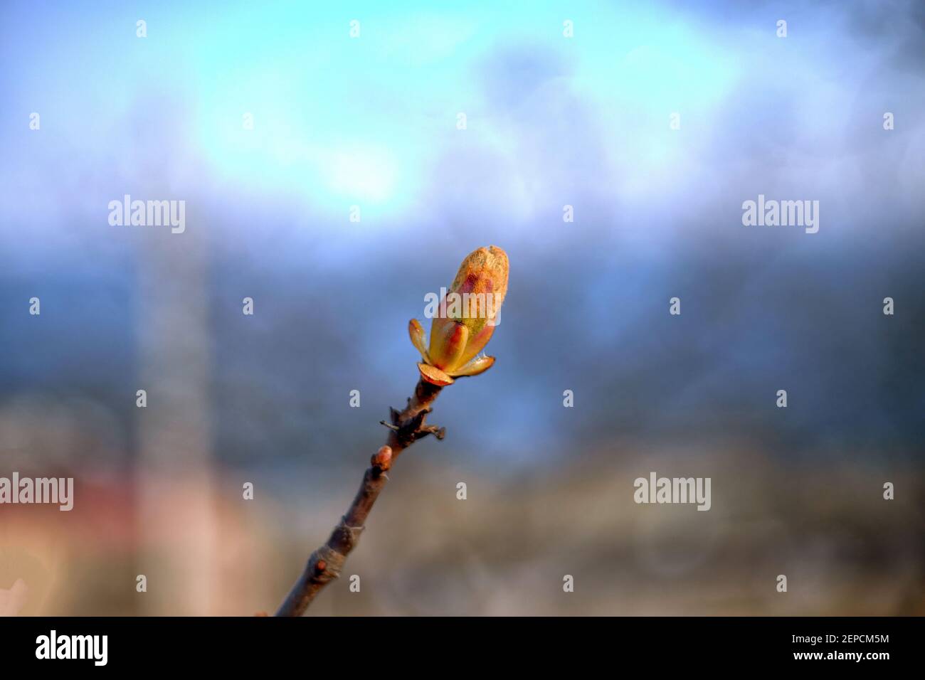 Spring bloom and first tree leaves, walnut, shallow depth of field ...