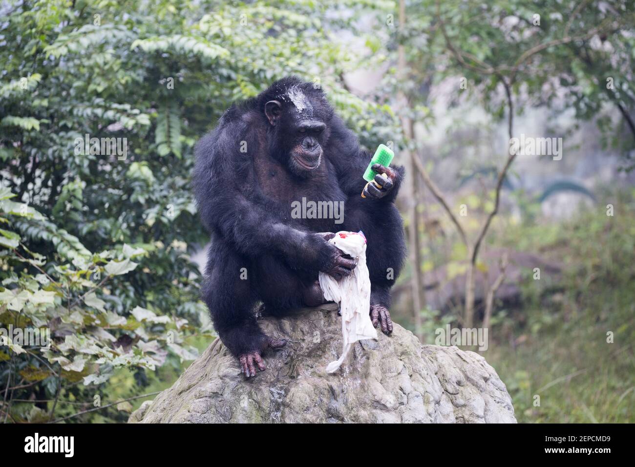 Chongqing,CHINA-A clever chimpanzee washes clothes at Lehe ledu scenic ...