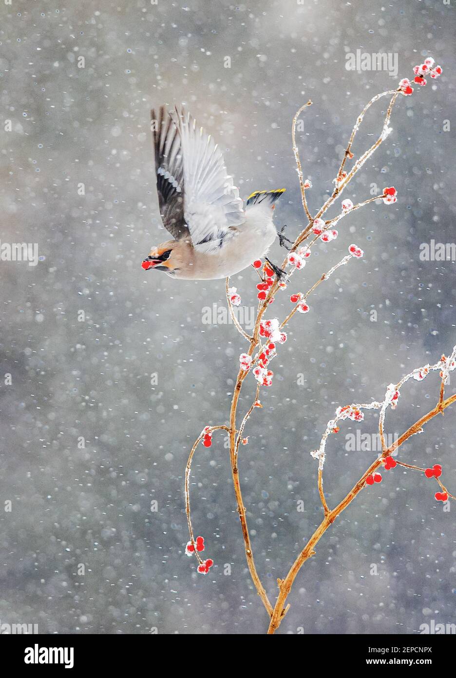 Bohemian Waxwings stand on branches enjoying food of little red fruits ...