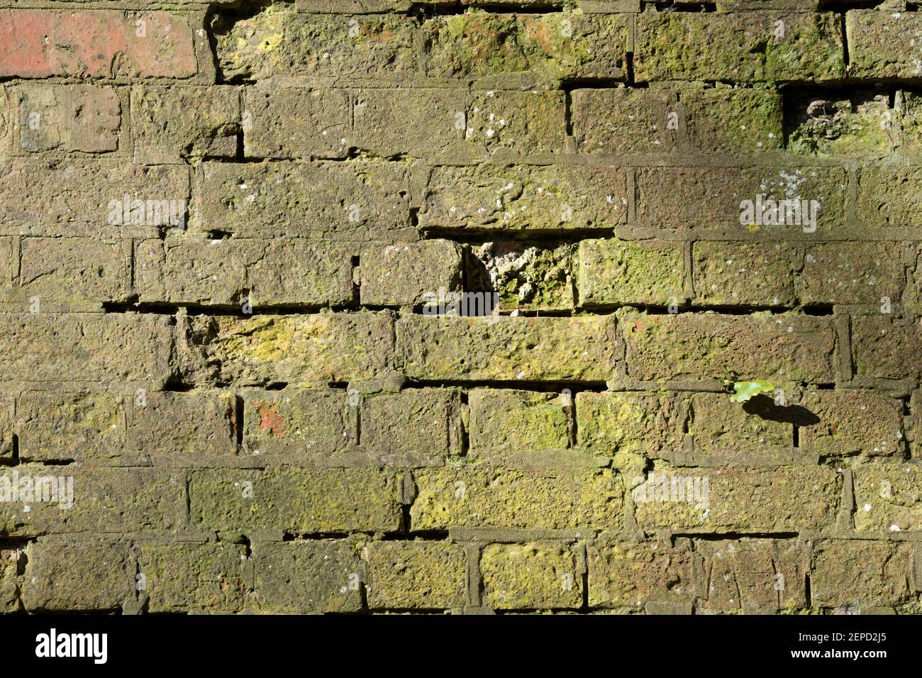 Algae covered bricks hi-res stock photography and images - Alamy