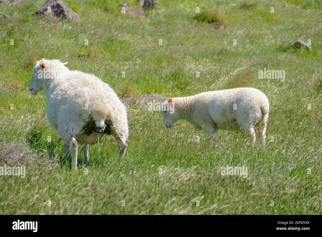 Urinating sheep in grassy ambiance seen in New Zealand Stock Photo - Alamy
