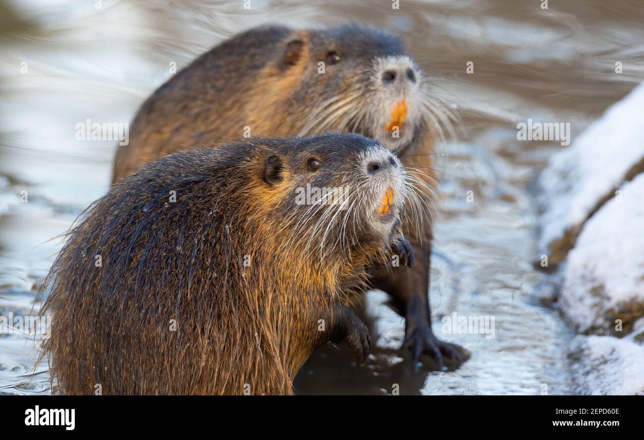 Nutria Myocastor coypus or river rat the wild near the river, the best ...