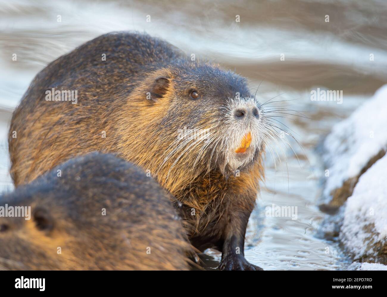 Nutria Myocastor coypus or river rat the wild near the river, the best ...