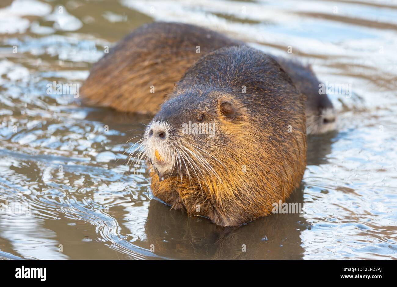 Nutria Myocastor coypus or river rat the wild near the river, the best ...