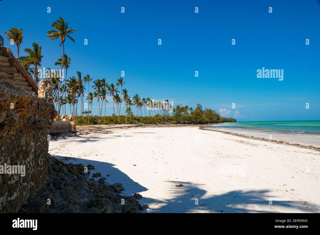 Palm trees at the beach, Zanzibar Stock Photo - Alamy