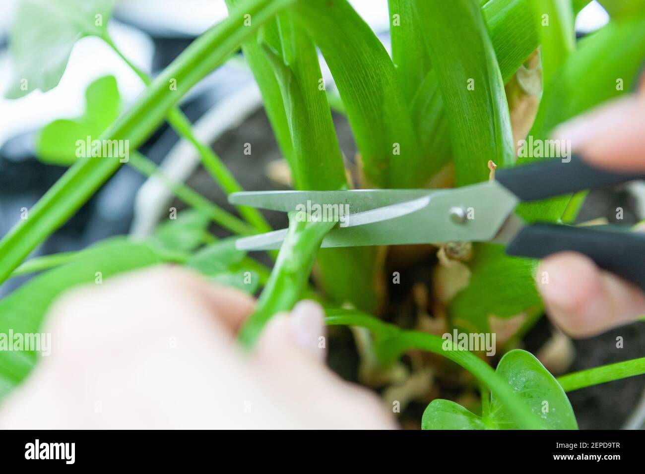care for houseplants. cutting or trimming broken leaves from flower ...