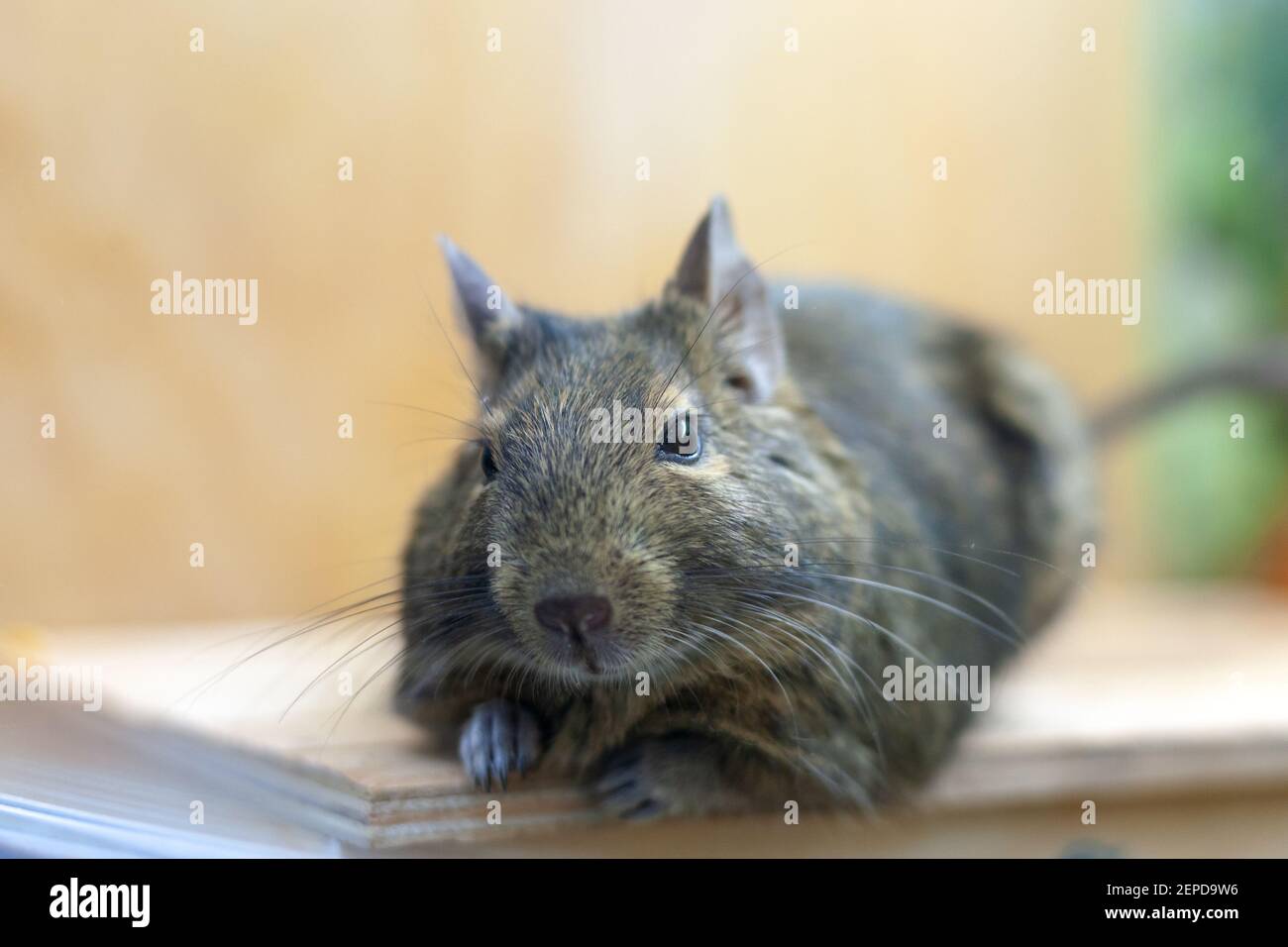 Rat fluffy symbol 2020 hi-res stock photography and images - Alamy
