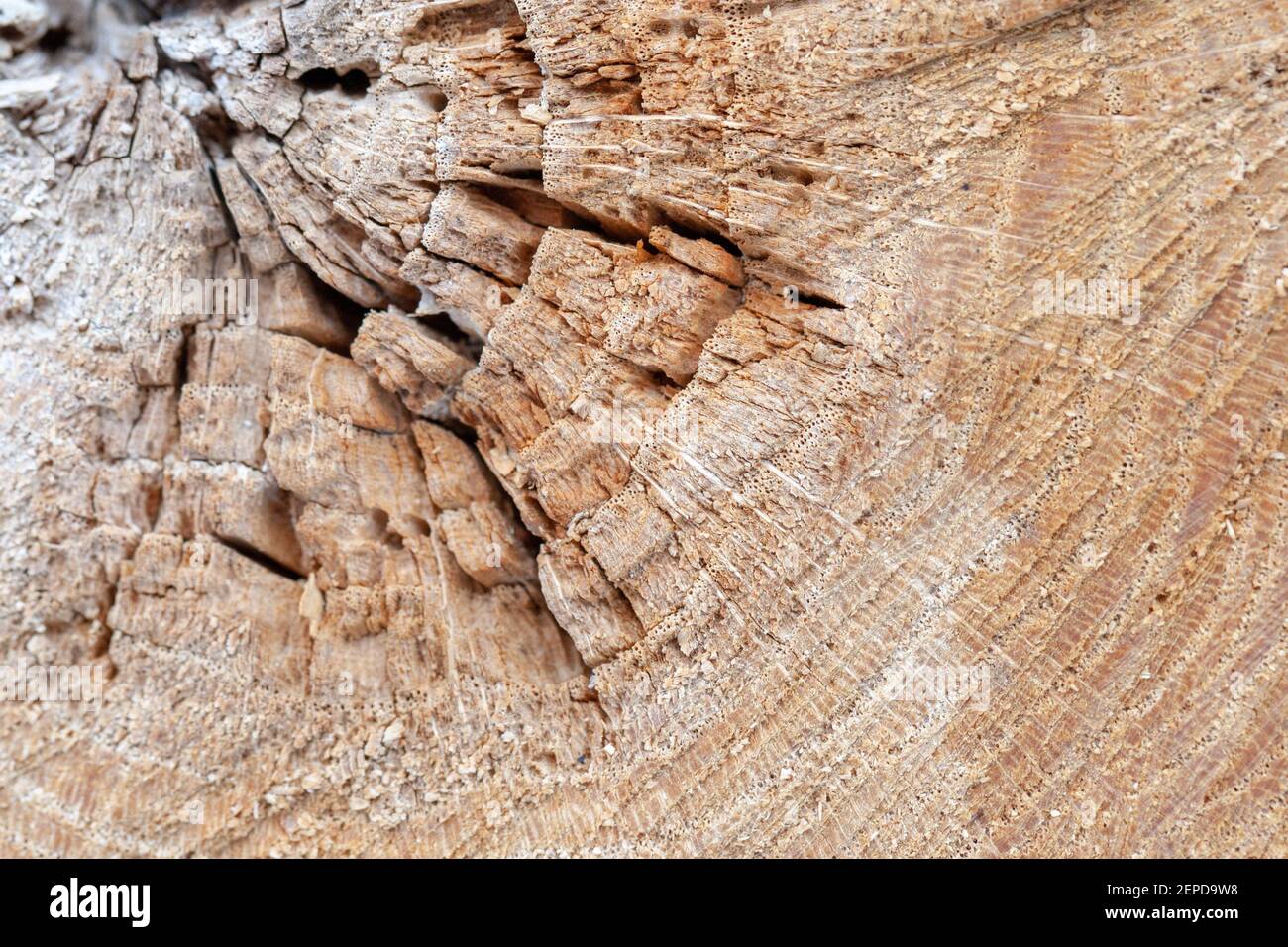 cut tree texture. grunge wooden backdrop background Stock Photo - Alamy