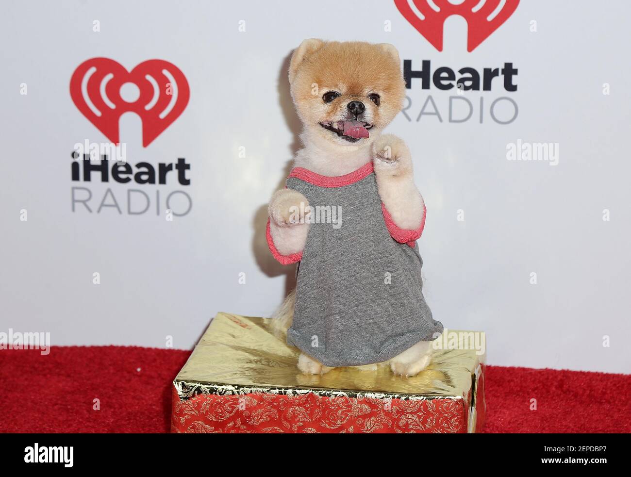 Jiff the Dog at KIIS FMs iHeartRadio Jingle Ball 2019 held at the Forum ...