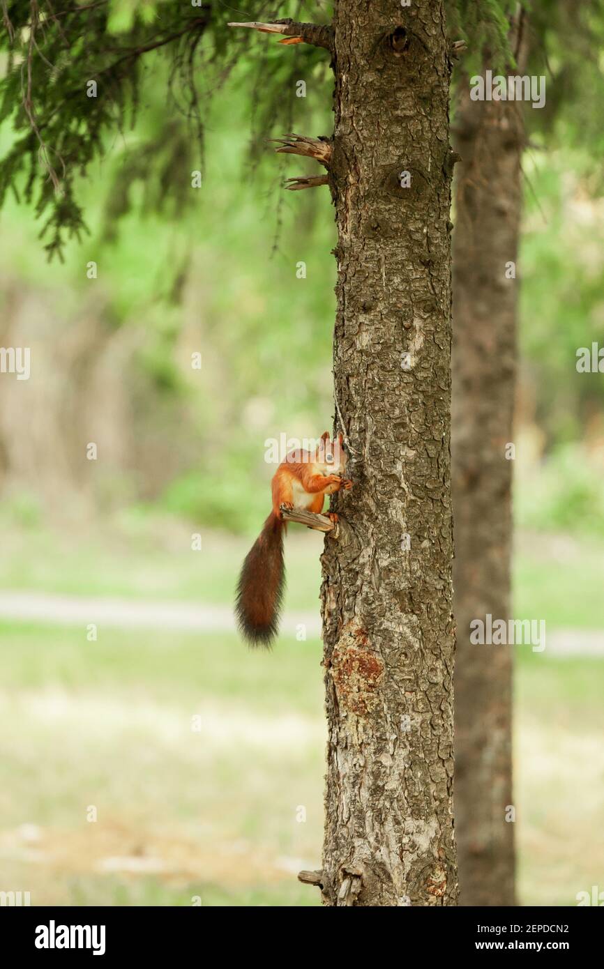 squirrel eats apricot fruit on the tree. cute and fluffy animal at ...
