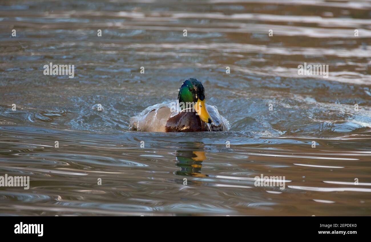 A male mallard takes an early spring swim and take a bath, the best ...