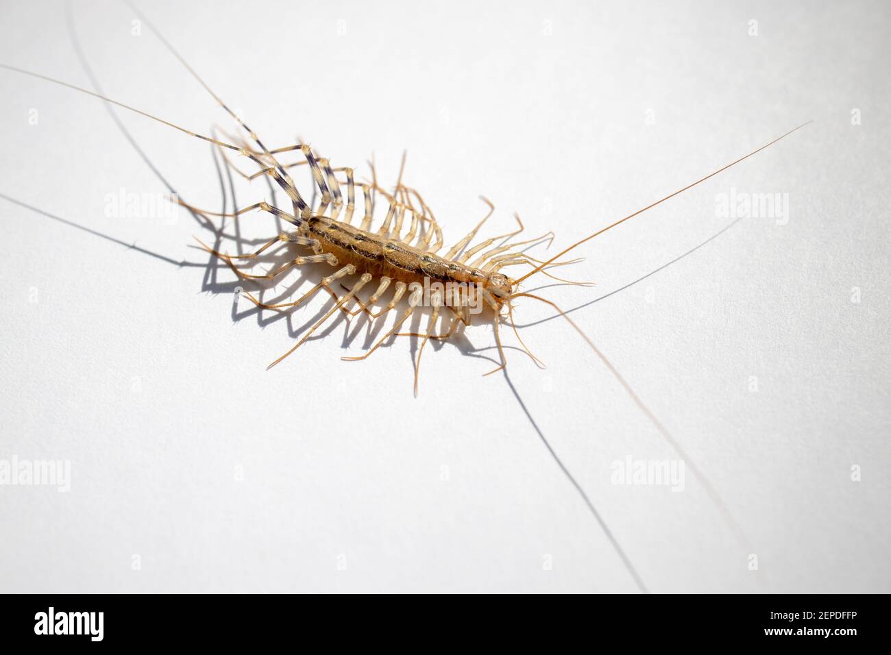 scary insect centipede indoors. insect cleaning and disinfection Stock ...