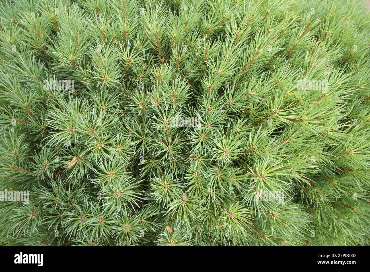 Pine tree background Stock Photo - Alamy