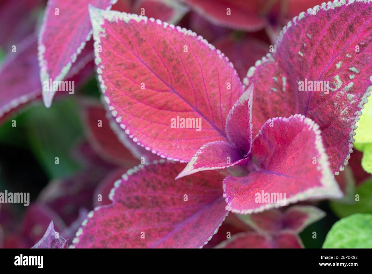 red coleus plant at flower bed . floral background texture Stock Photo ...