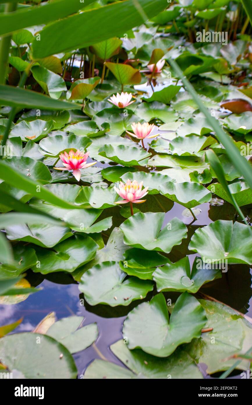 Closeup water lily nymphaea hi-res stock photography and images - Alamy