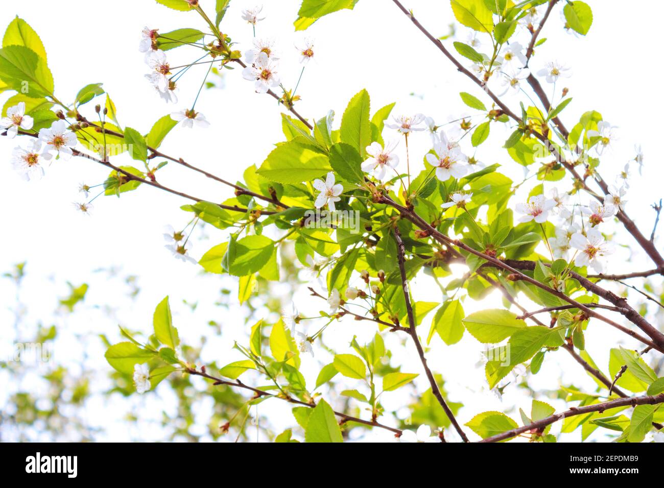 Cherry apple tree hi-res stock photography and images - Alamy