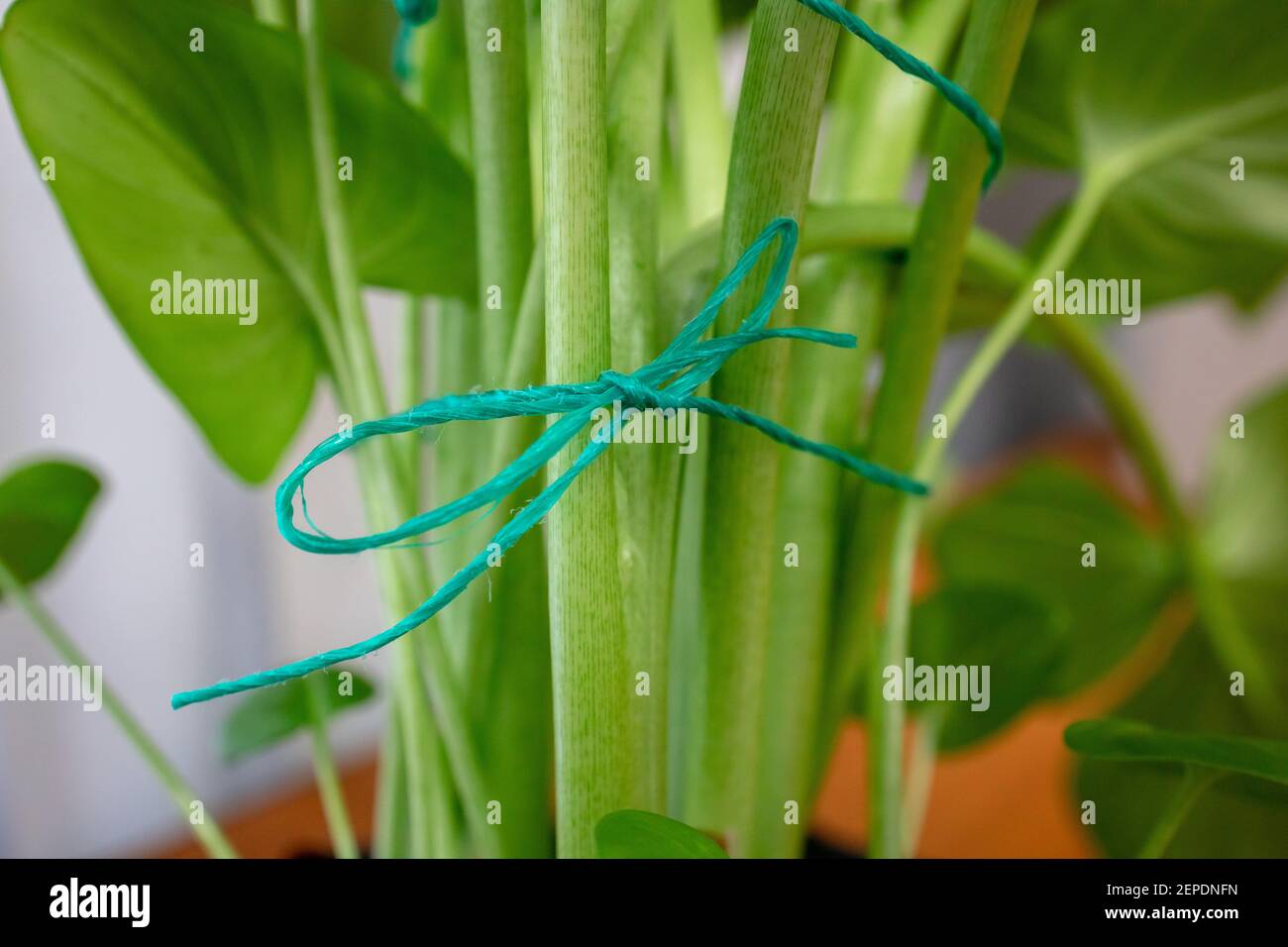 tie up houseplants with green wire. take care for domestic plants Stock ...