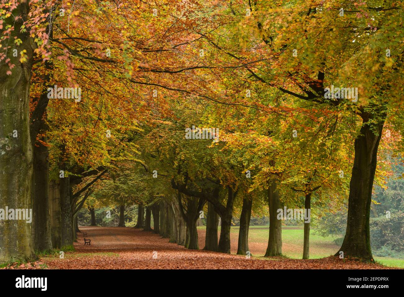 A beautiful avenue of autumnal Beech trees on Clifton Downs, Bristol ...