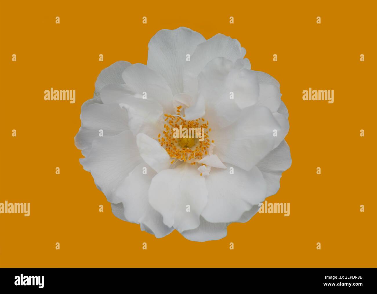 A beautiful white bush Rose named “White Cover” in bloom, isolated ...