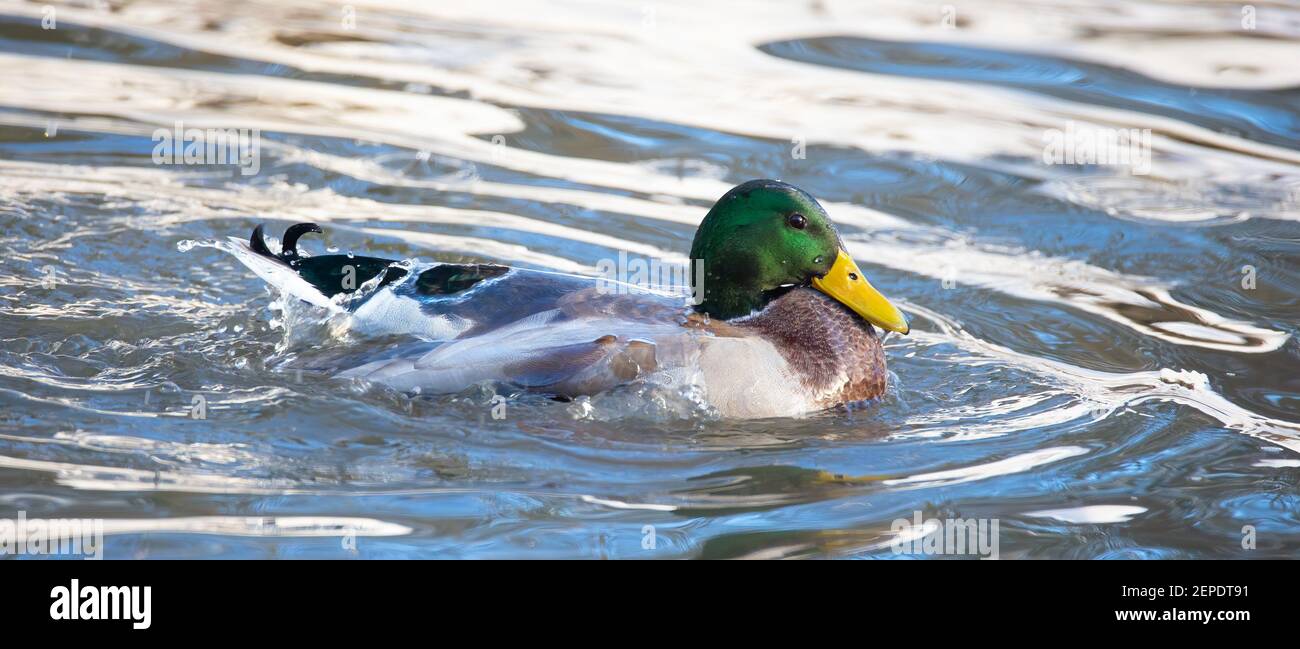 A male mallard takes an early spring swim and take a bath, the best ...