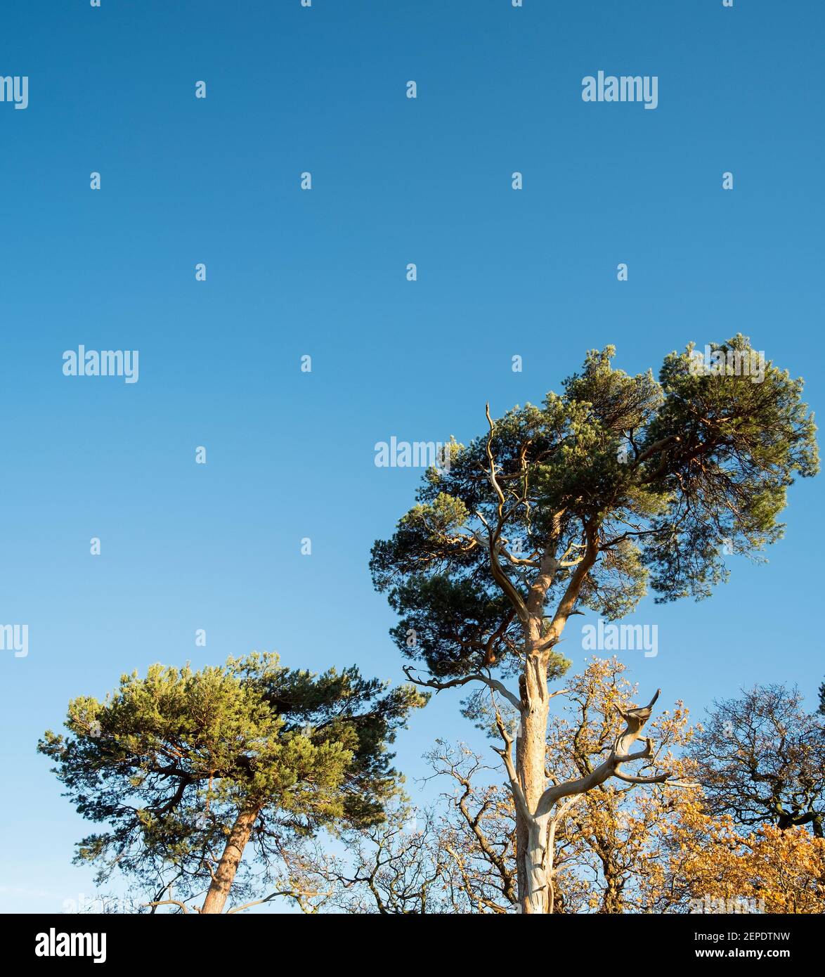 Pine example hi-res stock photography and images - Alamy