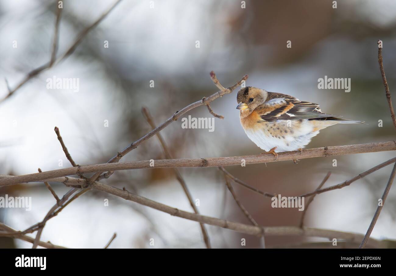 Brambling and common linnet in heavy winter searching for food, the ...