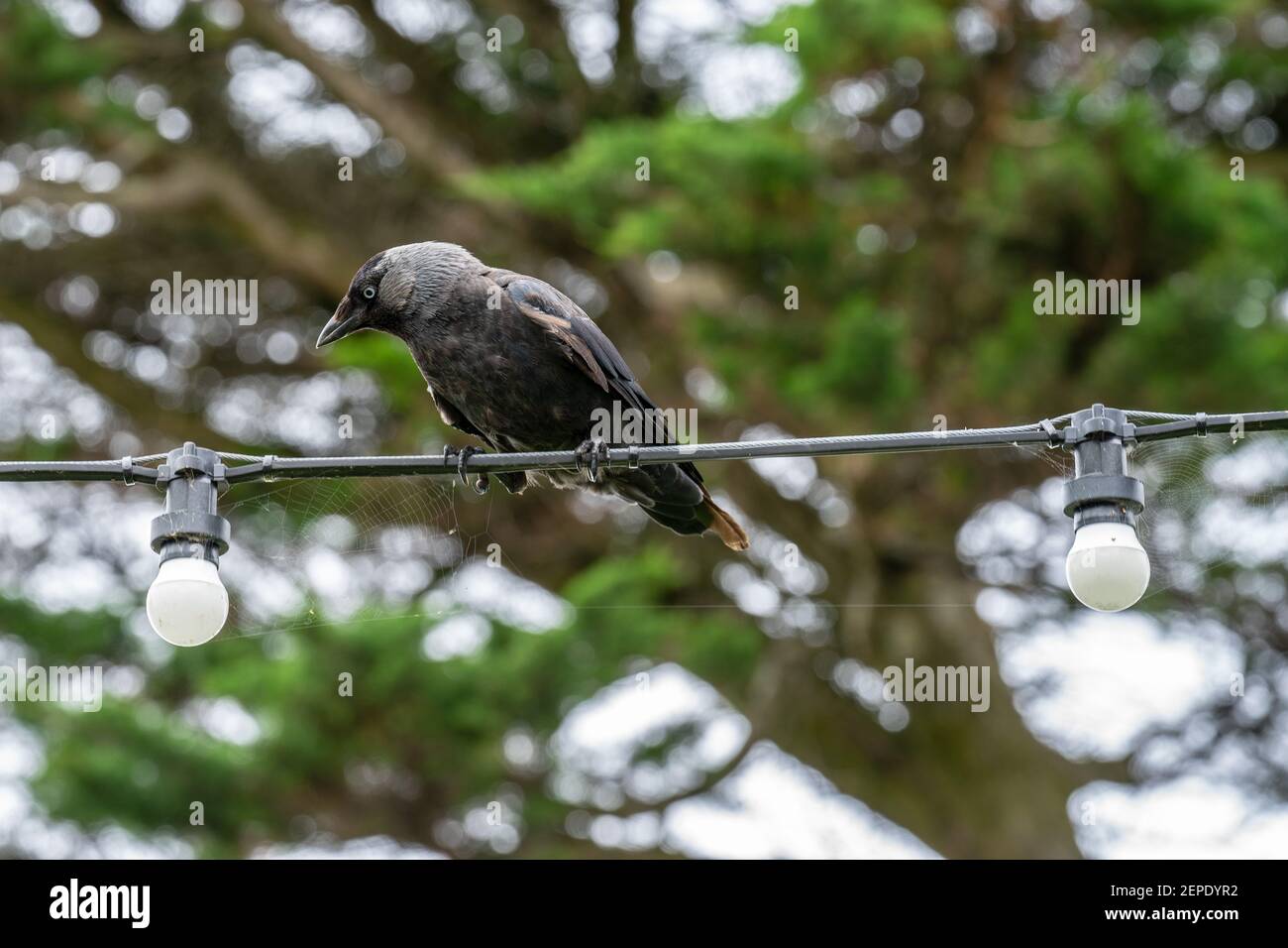 The western jackdaw, Coloeus monedula, also known as the Eurasian ...