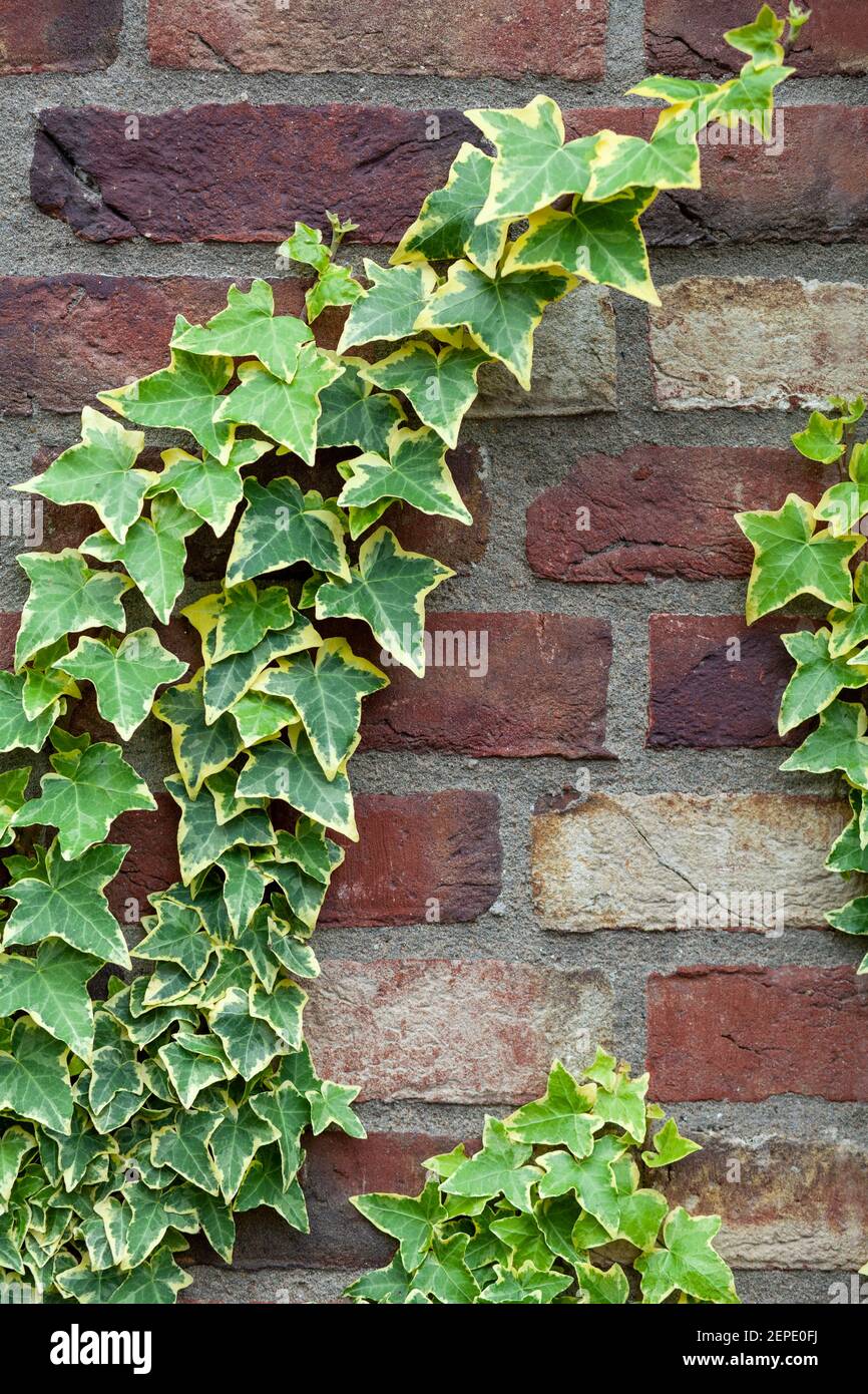 Close up of green golden Ivy, growing in an angle to the right on a ...