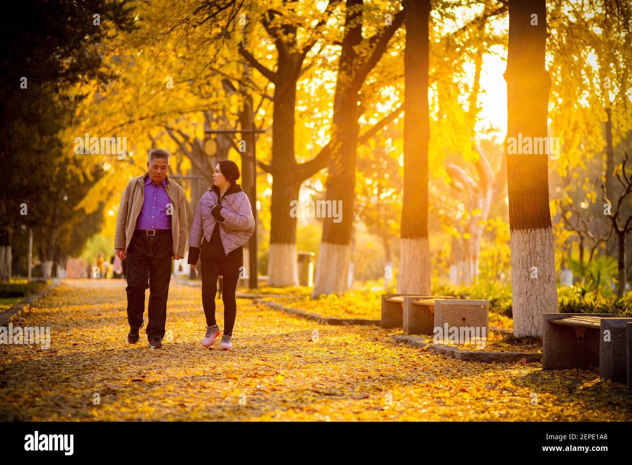 Jiangsu ,CHINA-Ginkgo biloba leaves lay a golden carpet on the ground ...