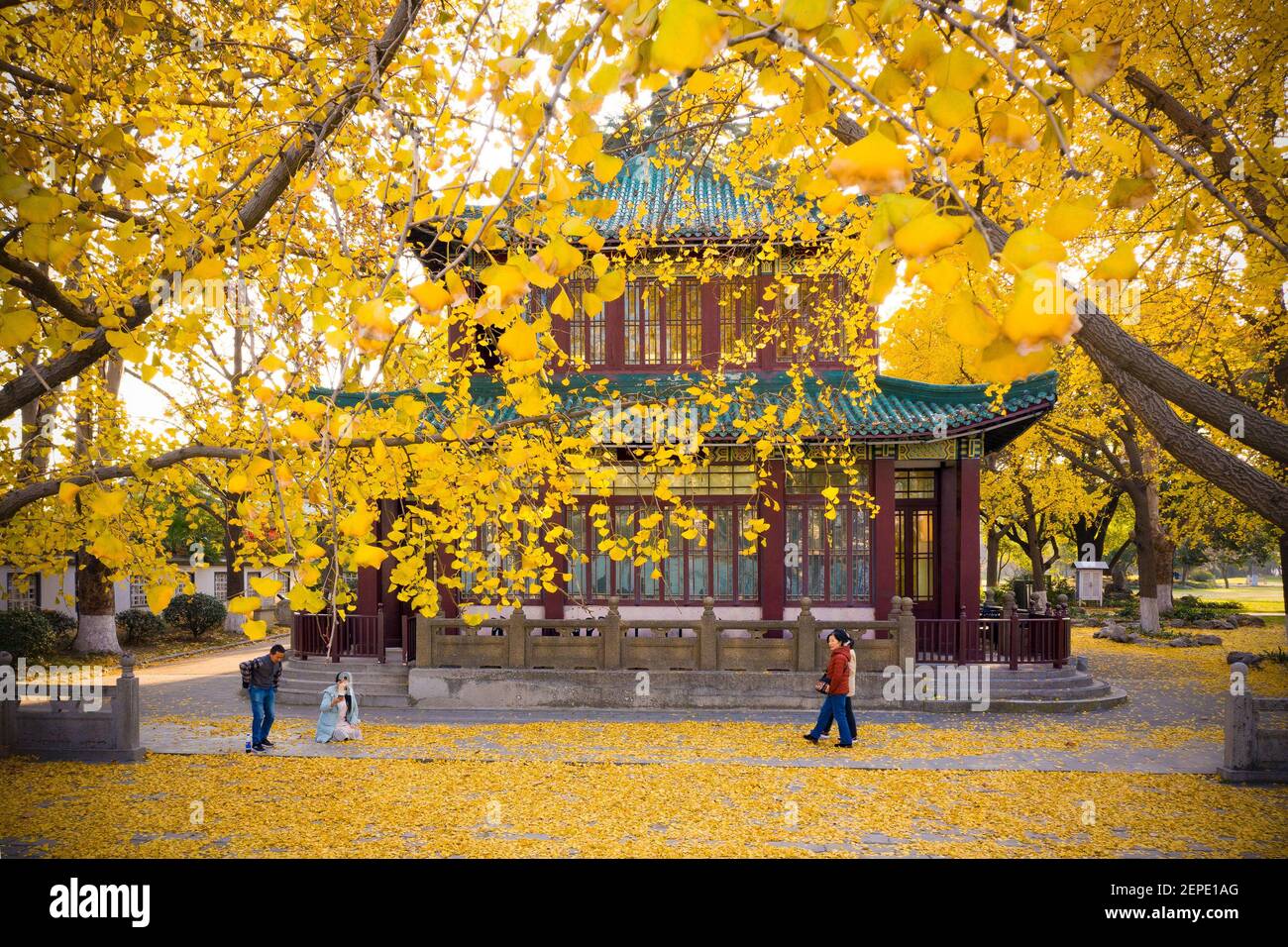 Jiangsu ,CHINA-Ginkgo biloba leaves lay a golden carpet on the ground ...